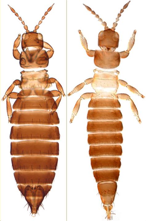 Factsheet Thripinae