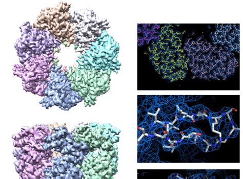 Electron Microscopy Okinawa Institute Of Science And Technology Oist