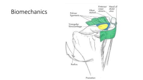 Triangular Fibrocartilage Complex Tfcc Injury Dr Arjun Pptx