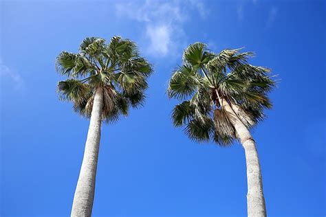 Are Palm Trees Native To Florida