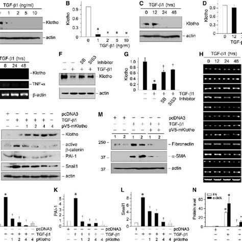 Klotho Inhibits Wnt Mediated B Catenin Activation And Represses Its