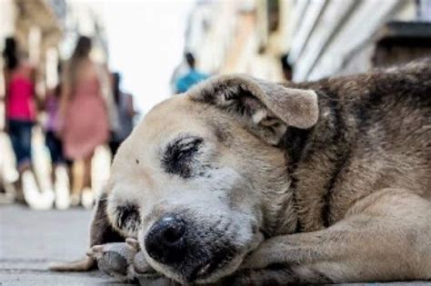 México Encabeza Lista De Abandono De Perros Y Gatos En América Latina