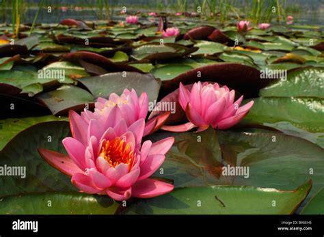 Water Lily Nymphaea Stock Photo Alamy
