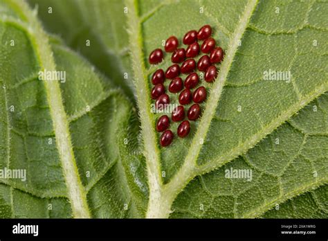 Squash Beetle Eggs On The Underside Of Pumpkin Plant Leaf Garden Insects Gardening And