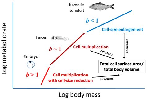 Biology Free Full Text How Metabolic Rate Relates To Cell Size