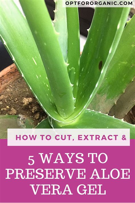 How To Cut Extract And Preserve Aloe Vera Gel Zelfgemaakte