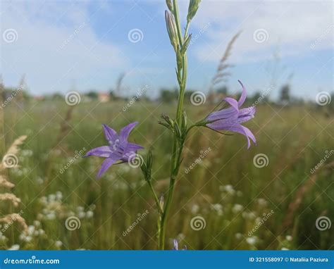 Campanula Patula Or Spreading Bellflower Is A Plant Species Of The