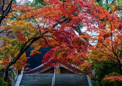【日本旅遊】khh九州秋好康～楓紅菊池溪谷、湯布院金鱗湖、熊本城天滿宮、阿蘇溫泉體驗四日 Kkday
