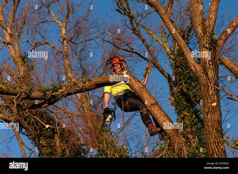 Tree Surgeon Cutting A Branch Up A Tree Using A Chainsaw Wearing A Safety Harness Stock Photo