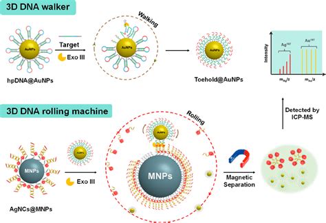 Scheme 1 Schematic Illustration Of The Cascade Amplification Strategy Download Scientific