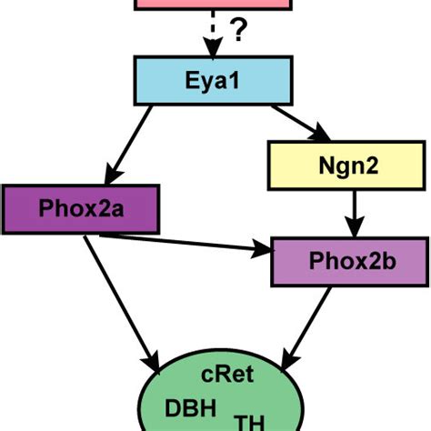 During Development The Early Differentiation Of The Geniculate And