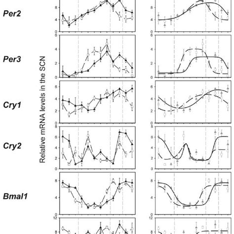 Clock Gene Mrna Expression In The Suprachiasmatic Nuclei Scn Of