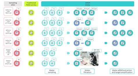Experimental Workflow For Each Sampling Site Samples Collected Download Scientific Diagram