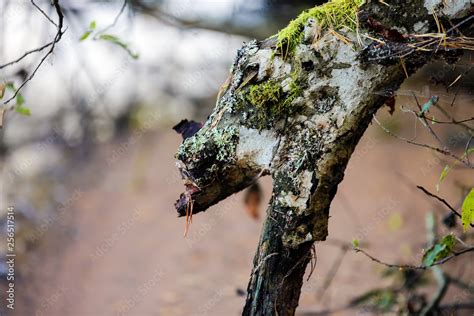 Nature Made Composition With An Old Twig The Old Rotten Tree Branch Is Overgrown With Moss And