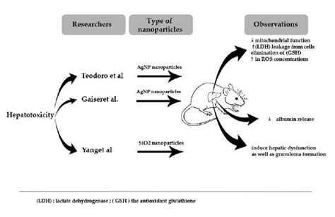 Hepatotoxicity Induced By Nanoparticles According Published Studies