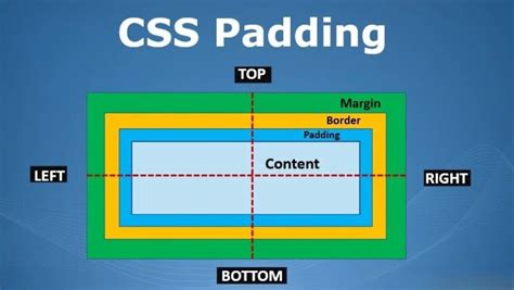 Padding là gì Margin là gì Phân biệt padding và margin