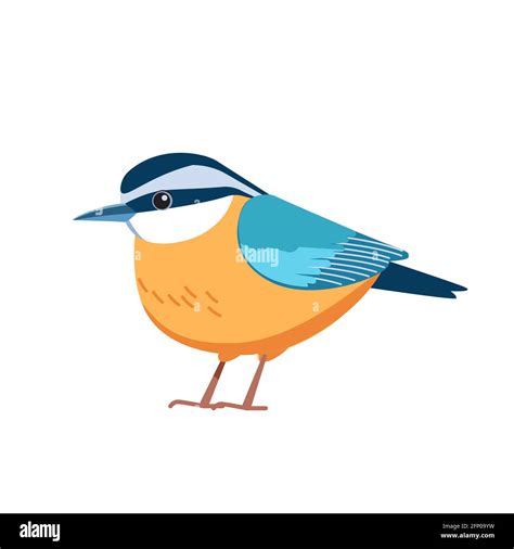 Le Nuthatch à La Poitrine Rouge Est Un Petit Songbird Nom Scientifique