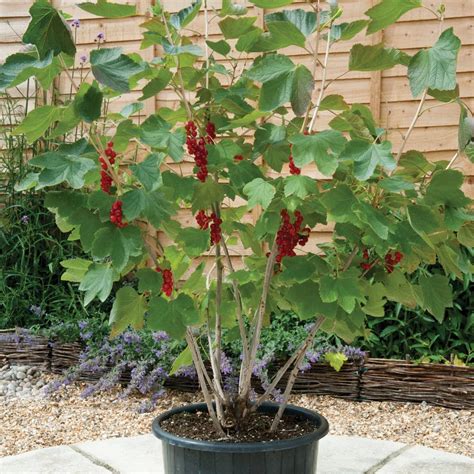 Redcurrants In Containers And Aftercare Chris Bowers And Sons