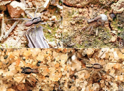 First Record Of The Genus Passiena Araneae Lycosidae From China