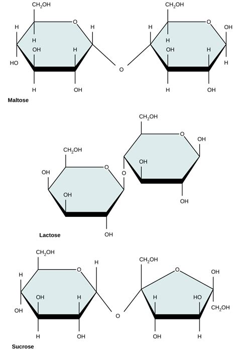 Carbohydrates Molecule Structure