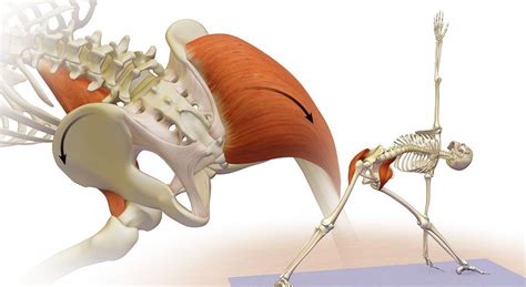 Massage Your Hip Pain Learn How To Stretch Your Hip Flexor Artofit