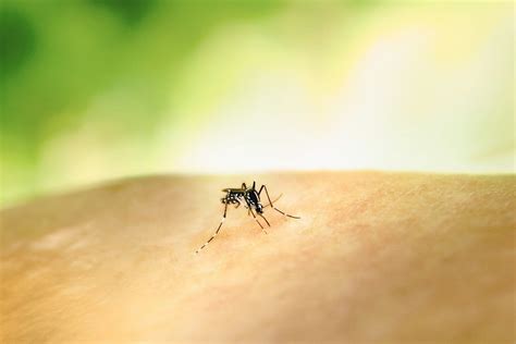 Eee Virus Detected In Mosquito Sample In Bridgewater Massachusetts