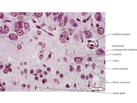 Histologie Codex Virtualis