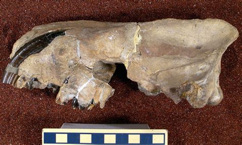 ВЕК МЛЕКОПИТАЮЩИХ Эктоганы