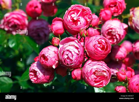 Rose Pomponella (Rosa cultivar Pomponella Stock Photo - Alamy