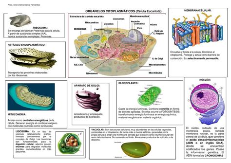 Organelos Citoplasmaticos Fátima Flores uDocz