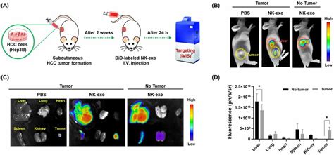 In Vivo Targeting Ability Of NK Exo In A Subcutaneous HCC Xenograft