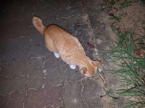 동네냥이 자유갤러리 딜바다닷컴