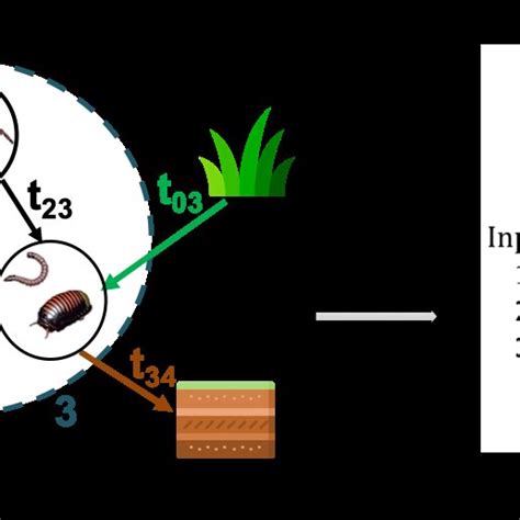 The Conversion Of A Hypothetical Ecosystem Into Ecological Flow Matrix