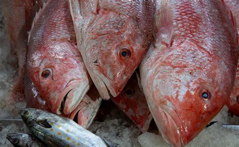 Estos Son Los Pescados Que Tienen Mayor Concentración De Mercurio