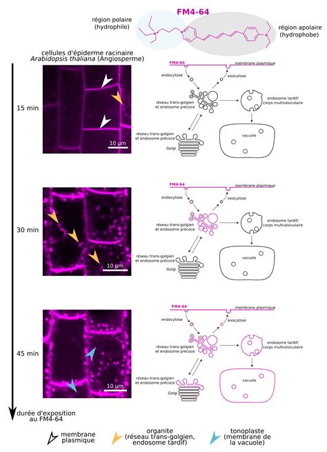 Les Membranes Biologiques Des Structures Dynamiques Planet Vie