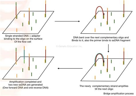 Next Generation Sequencing Principle Steps Involved And