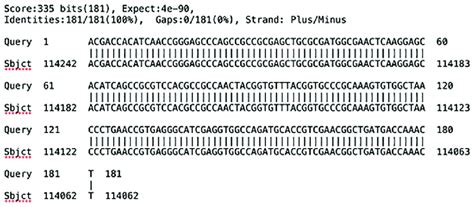 A 181 Bp Dna Sequence Of Mycobacterium Tuberculosis Is6110 Obtained Download Scientific Diagram