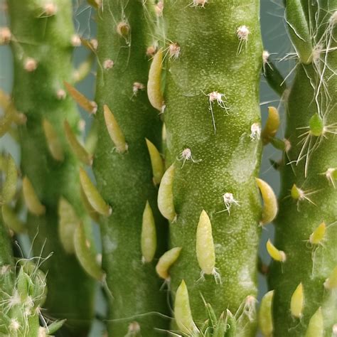 Opuntia subulata - Giromagi Cactus