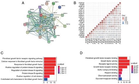 Related Gene Analysis And Pathway Function Prediction Of Fgf Gene