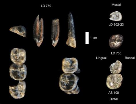 Fossil Teeth In Ethiopia Reveal New Australopithecus Species That Lived Alongside Early Homo