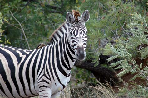 Zebra Kruger National Park South Africa Africa Kruger Free Image From