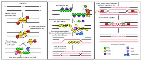 Early And Late Roles For Sgs1 In Dsb Repair By Homologous Download