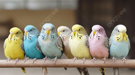 Budgie Parakeet Colors