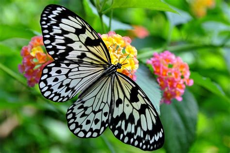White Tree Nymph Butterfly Idea Free Photo On Pixabay Pixabay