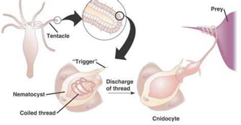 Porifera And Placozoa Flashcards Quizlet