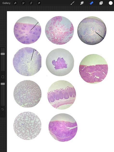 Bio 202 Practical 1 Microscopic Examples Diagram Quizlet
