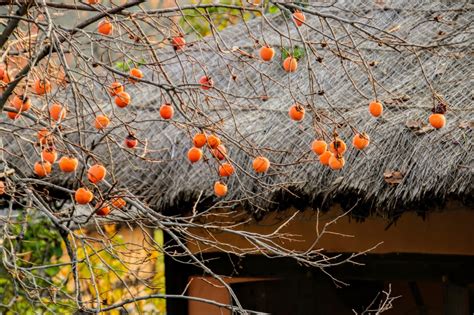 오늘은 24節氣의 열여덟째 霜降”이다 霜降”은 말 그대로 물기가 땅 위에서 엉겨 서리가 내리는 때인데 날씨가 쌀쌀해지면서