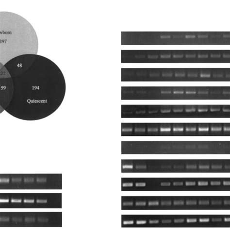 Analysis And Con®rmation Of Oligonucleotide Microarray Results A Download Scientific Diagram