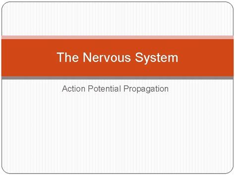 The Nervous System Action Potential Propagation What Is