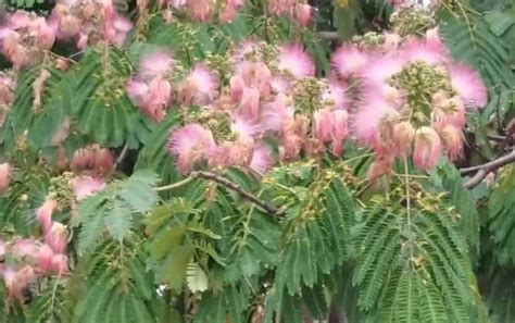 合欢花是什么植物？ 蜜源植物 酷蜜蜂
